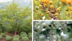 Trees & Shrubs - Bison Nursery & Garden Center | Flower, Tree & Plant ...