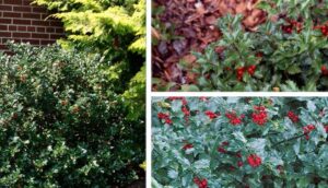 Trees & Shrubs - Bison Nursery & Garden Center | Flower, Tree & Plant ...