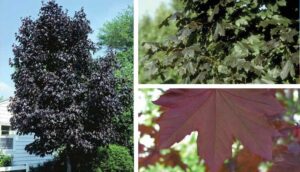 Trees & Shrubs - Bison Nursery & Garden Center | Flower, Tree & Plant ...