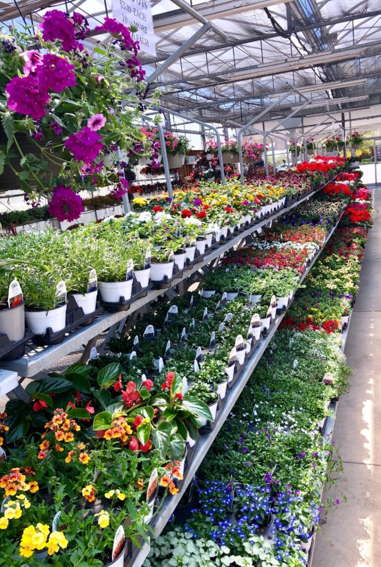 Greenhouse Gallery - Bison Nursery & Garden Center | Flower, Tree ...